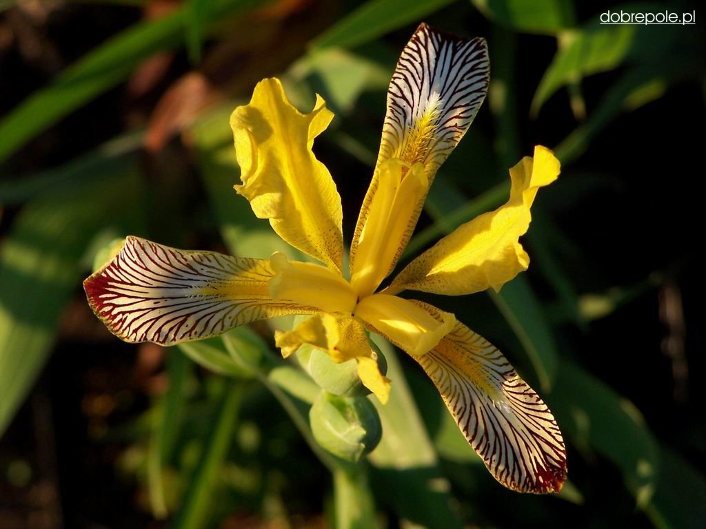 Szkółka Bylin Dobrepole - Iris variegata - kosaciec pstry