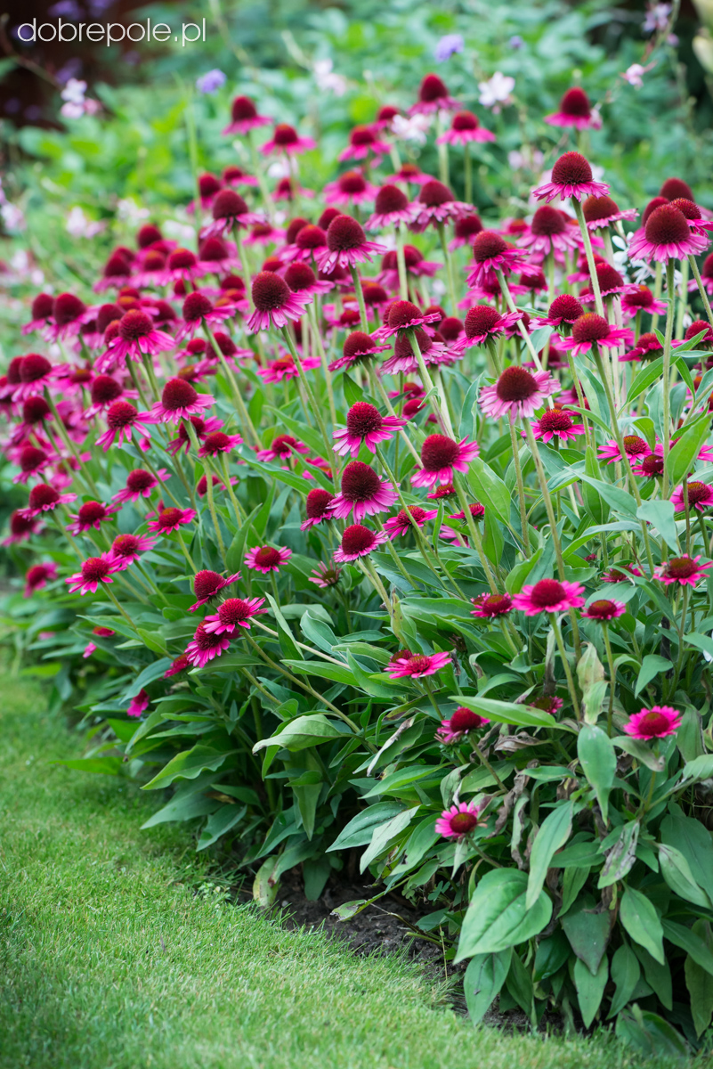 Szkółka Bylin Dobrepole - Echinacea "Delicious Candy" - jeżówka