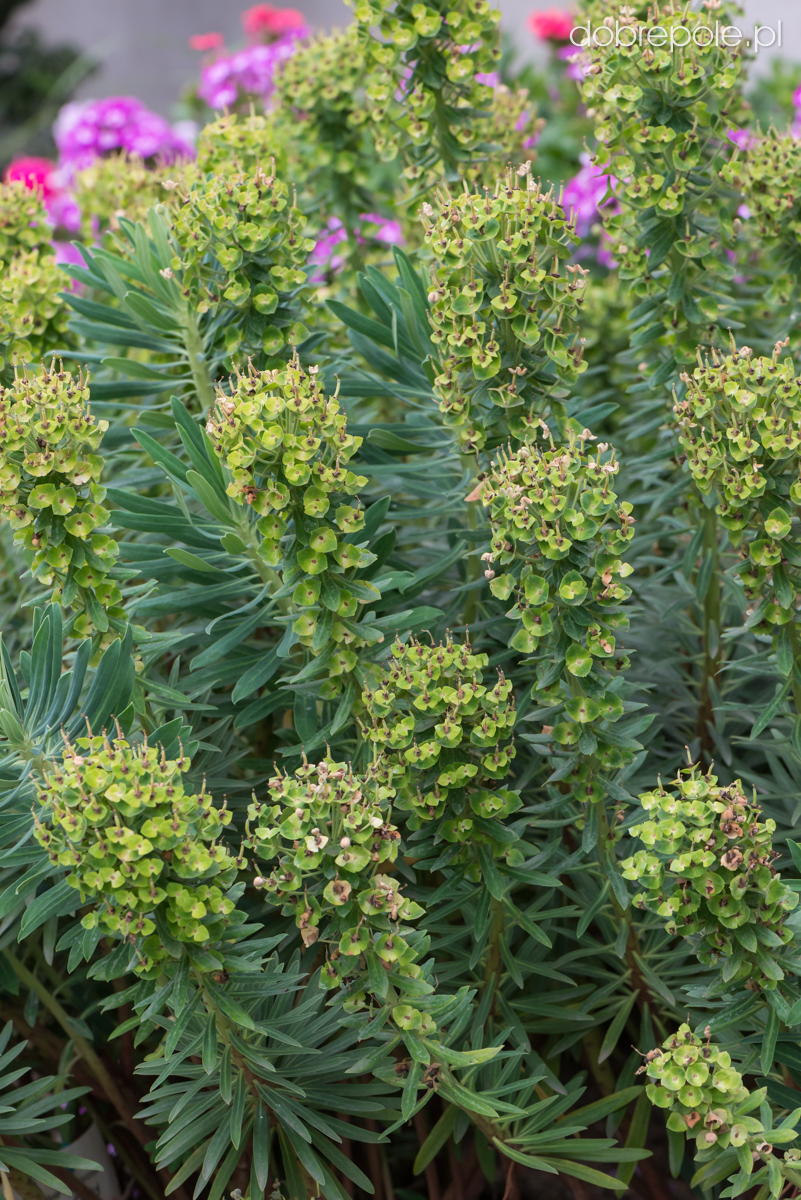 Szkółka Bylin Dobrepole - Euphorbia characias "Black Pearl ...