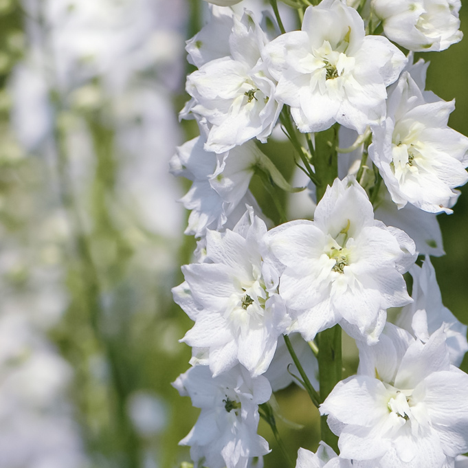 Szkółka Bylin Dobrepole - Delphinium Excalibur "Pure White" - ostróżka