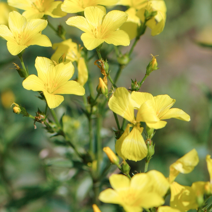 Szkółka Bylin Dobrepole - Linum flavum "Compactum" - len złocisty