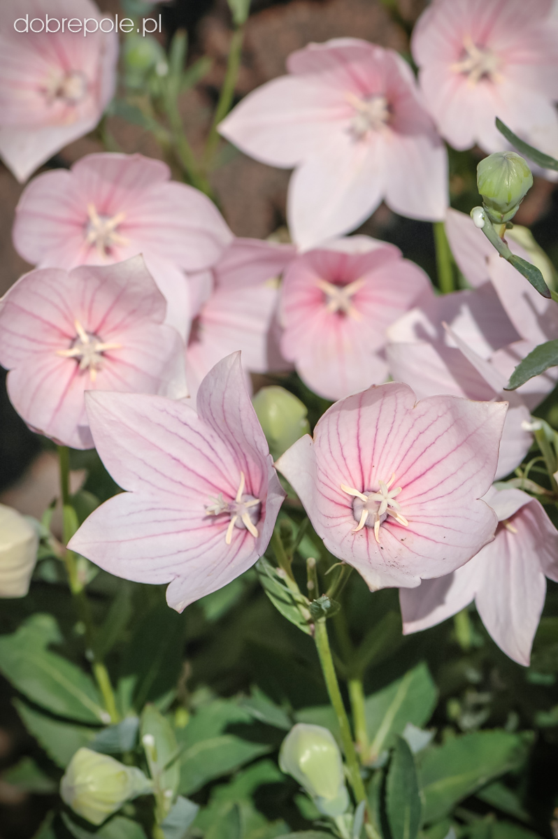 Szkółka Bylin Dobrepole - Platycodon grandiflorus "Astra Pink" - rozwar ...