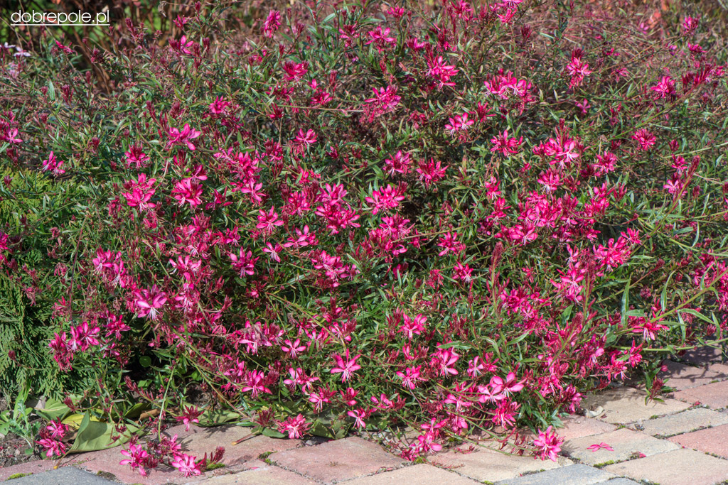 Szkółka Bylin Dobrepole - Gaura lindheimeri "Gaudi Red" - gaura Lindheimera