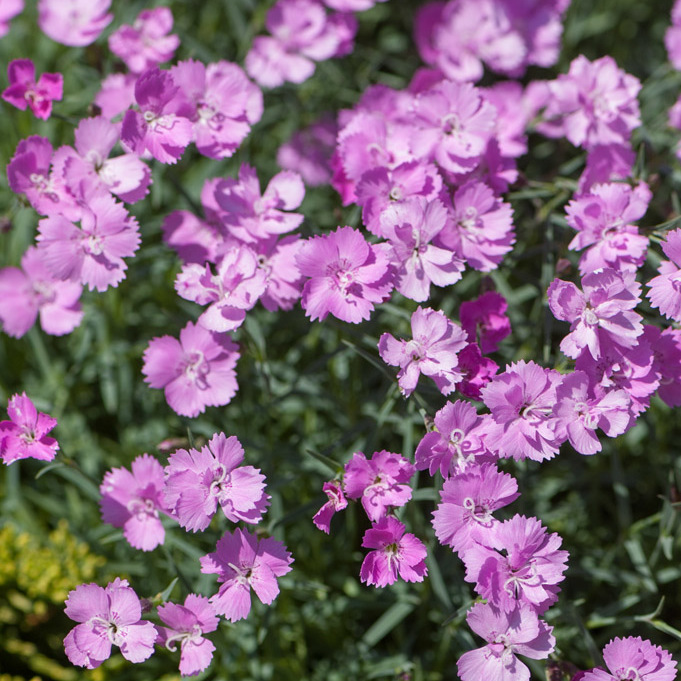 Szkółka Bylin Dobrepole - Dianthus gratianopolitanus "Grandiflorus ...
