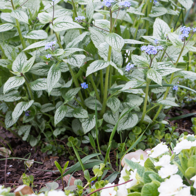 Szkółka Bylin Dobrepole - Brunnera macrophylla "Sea Heart" - brunera ...