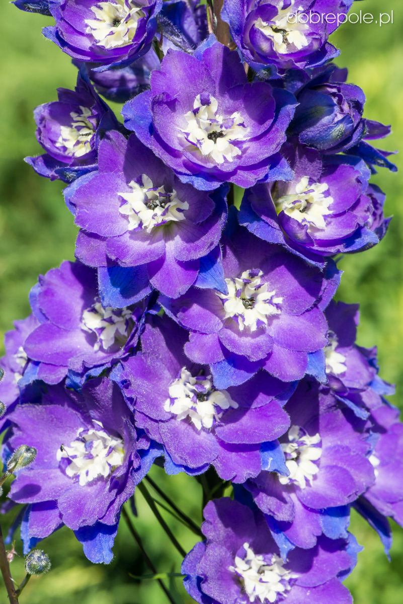 Szkółka Bylin Dobrepole - Delphinium Elatum "Guardian Blue" - ostróżka