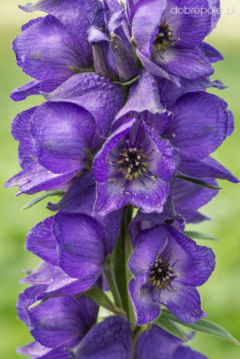 Szkółka Bylin Dobrepole - Aconitum napellus "Newry Blue" - tojad mocny