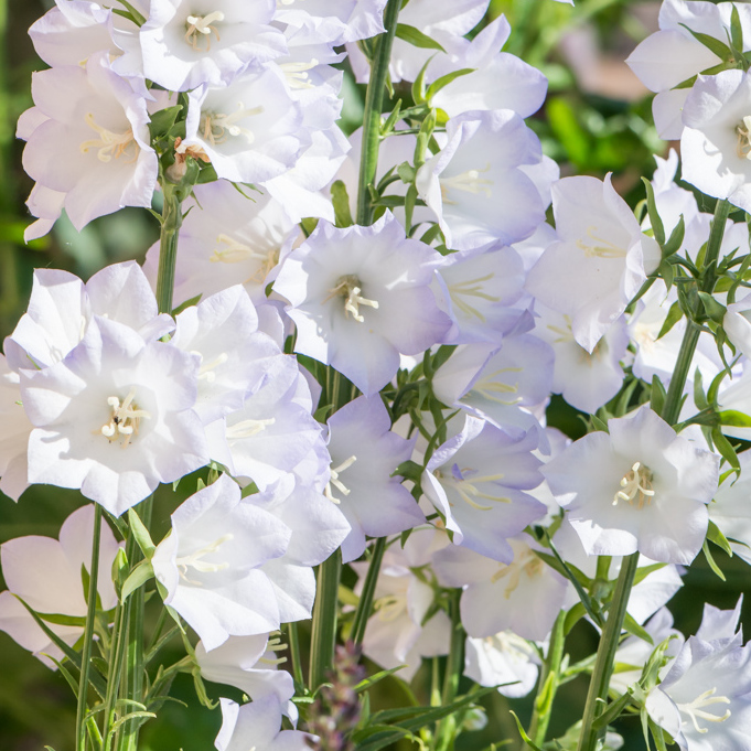 Szkółka Bylin Dobrepole - Campanula persicifolia "Takion White ...