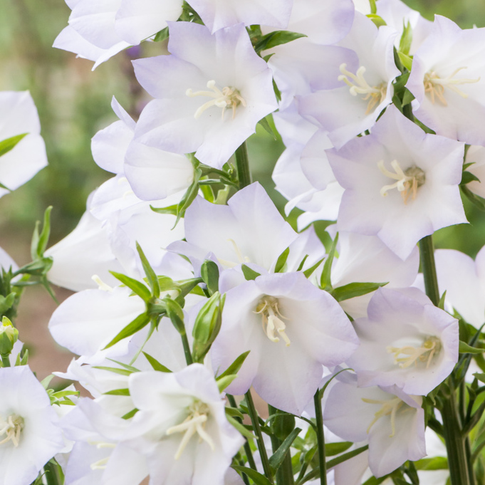 Szkółka Bylin Dobrepole - Campanula persicifolia "Takion White ...