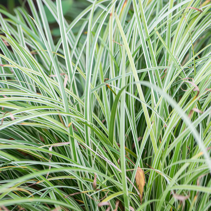 Szkółka Bylin Dobrepole - Carex morrowii 'Irish Green' - turzyca Morrowa