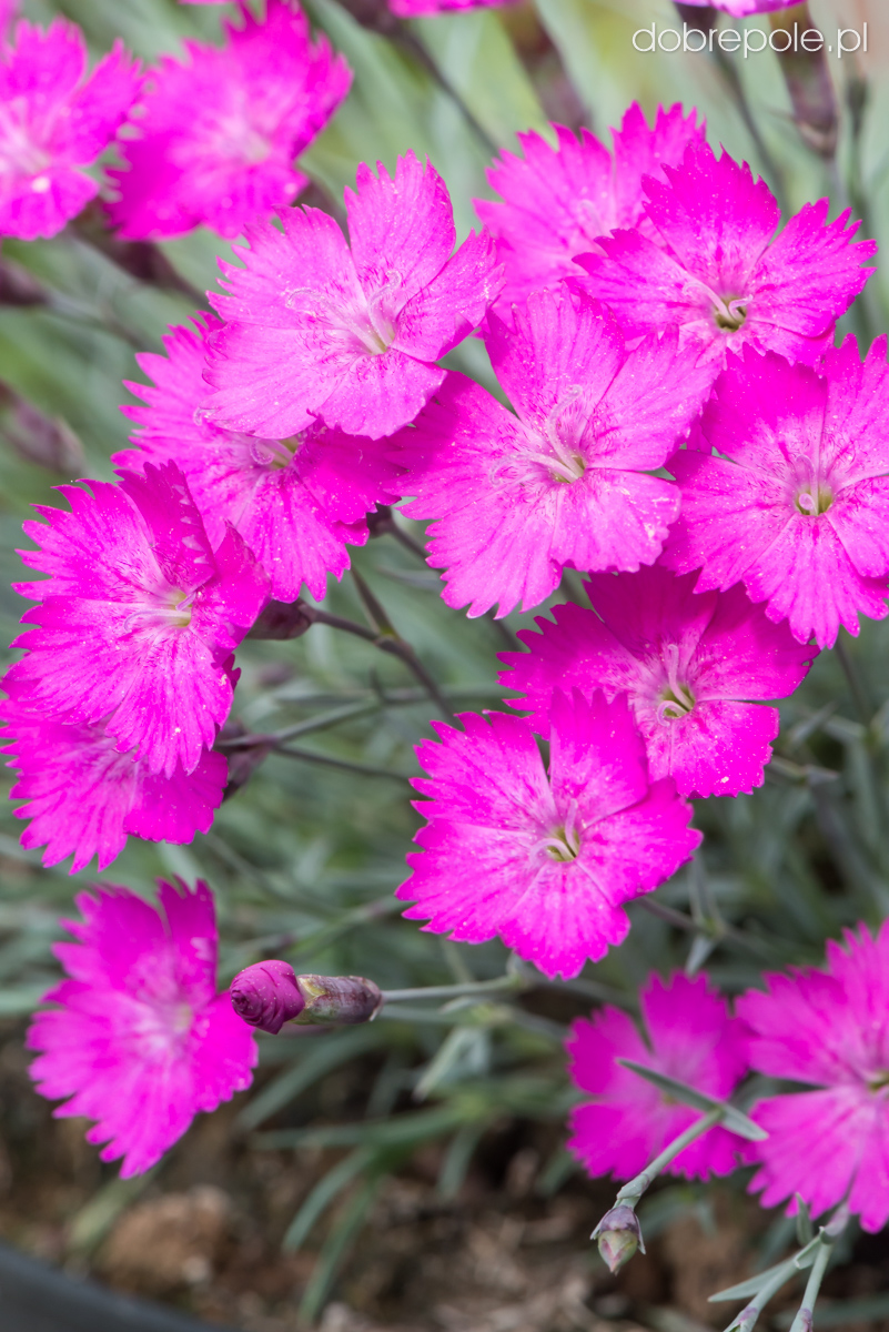 Szkółka Bylin Dobrepole - Dianthus gratianopolitanus "Amarant ...