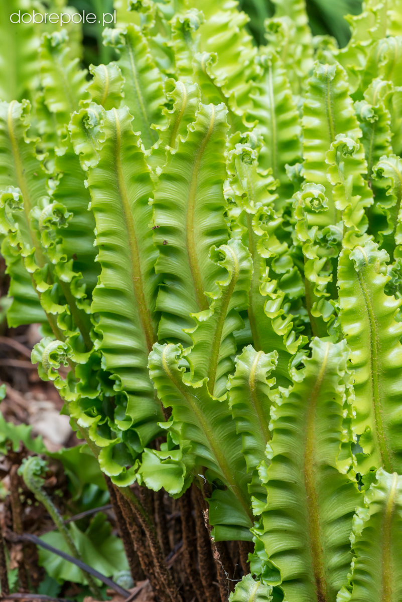 Szkółka Bylin Dobrepole - Phyllitis scolopendrium "Crispa" - języcznik ...