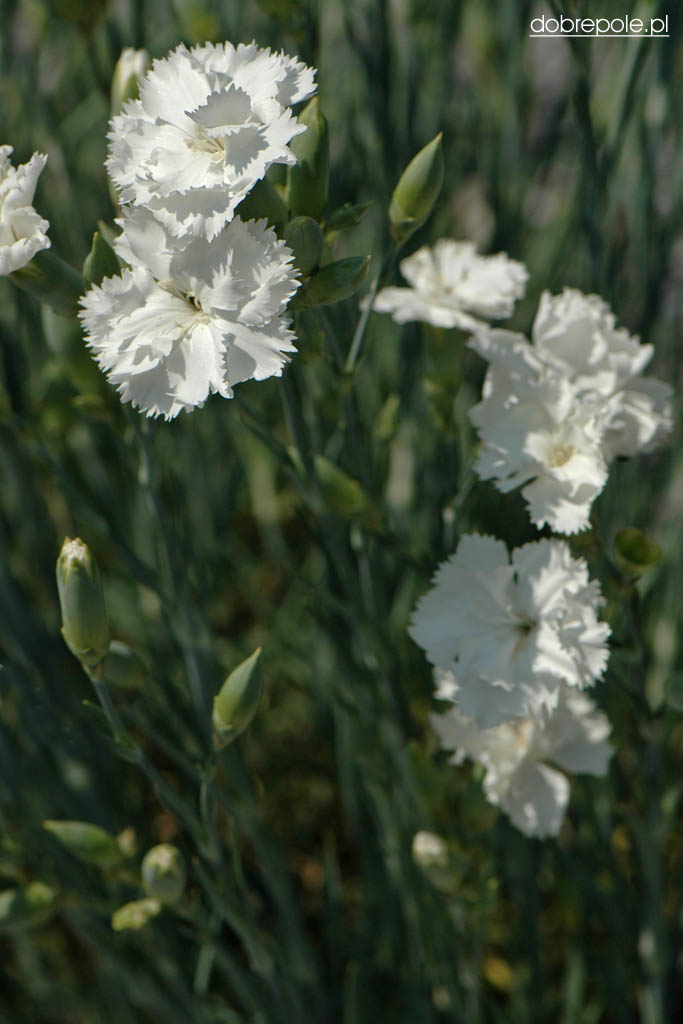 Szkółka Bylin Dobrepole - Dianthus plumarius "Albus" - goździk pierzasty