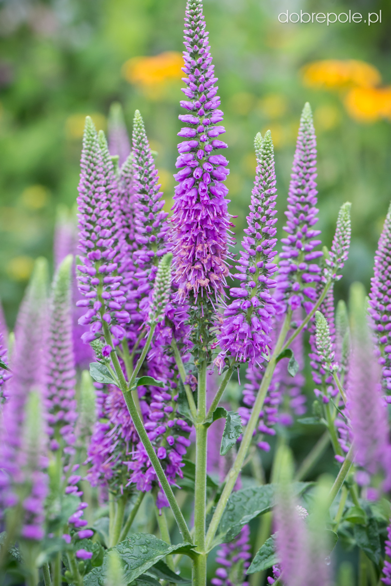 Szkółka Bylin Dobrepole - Veronica spicata "First Match" - przetacznik ...
