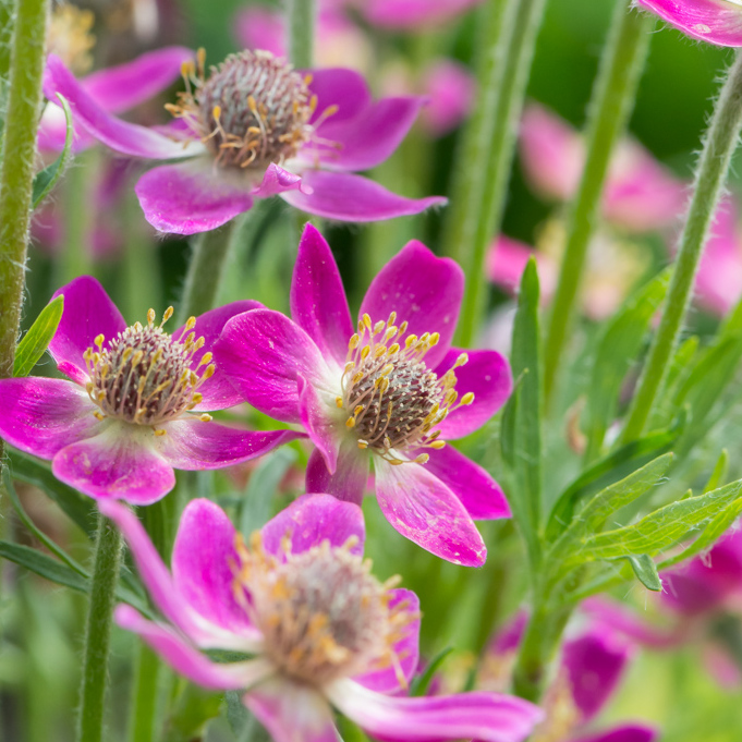 Szkółka Bylin Dobrepole - Anemone multifida 'Annabella Deep Rose ...