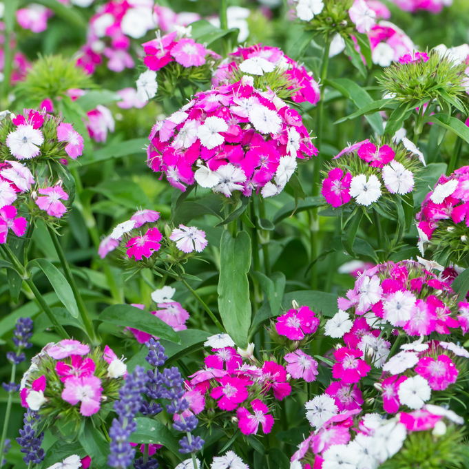 Szkółka Bylin Dobrepole - Dianthus barbatus "Barbarini White" - goździk ...