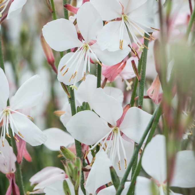 Szkółka Bylin Dobrepole - Gaura lindheimeri "Graceful White" - gaura ...
