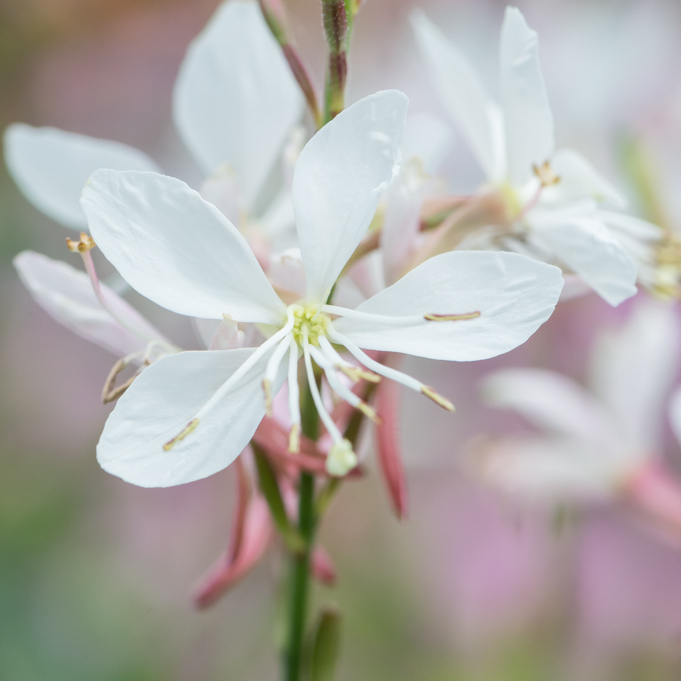 Szkółka Bylin Dobrepole - Gaura lindheimeri 'Graceful White' - gaura ...