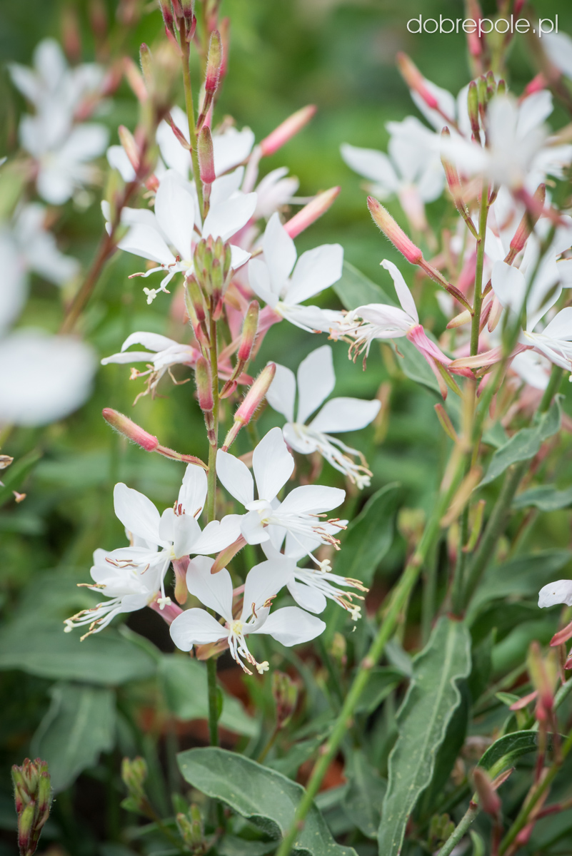 Szkółka Bylin Dobrepole - Gaura lindheimeri 'Graceful White' - gaura ...