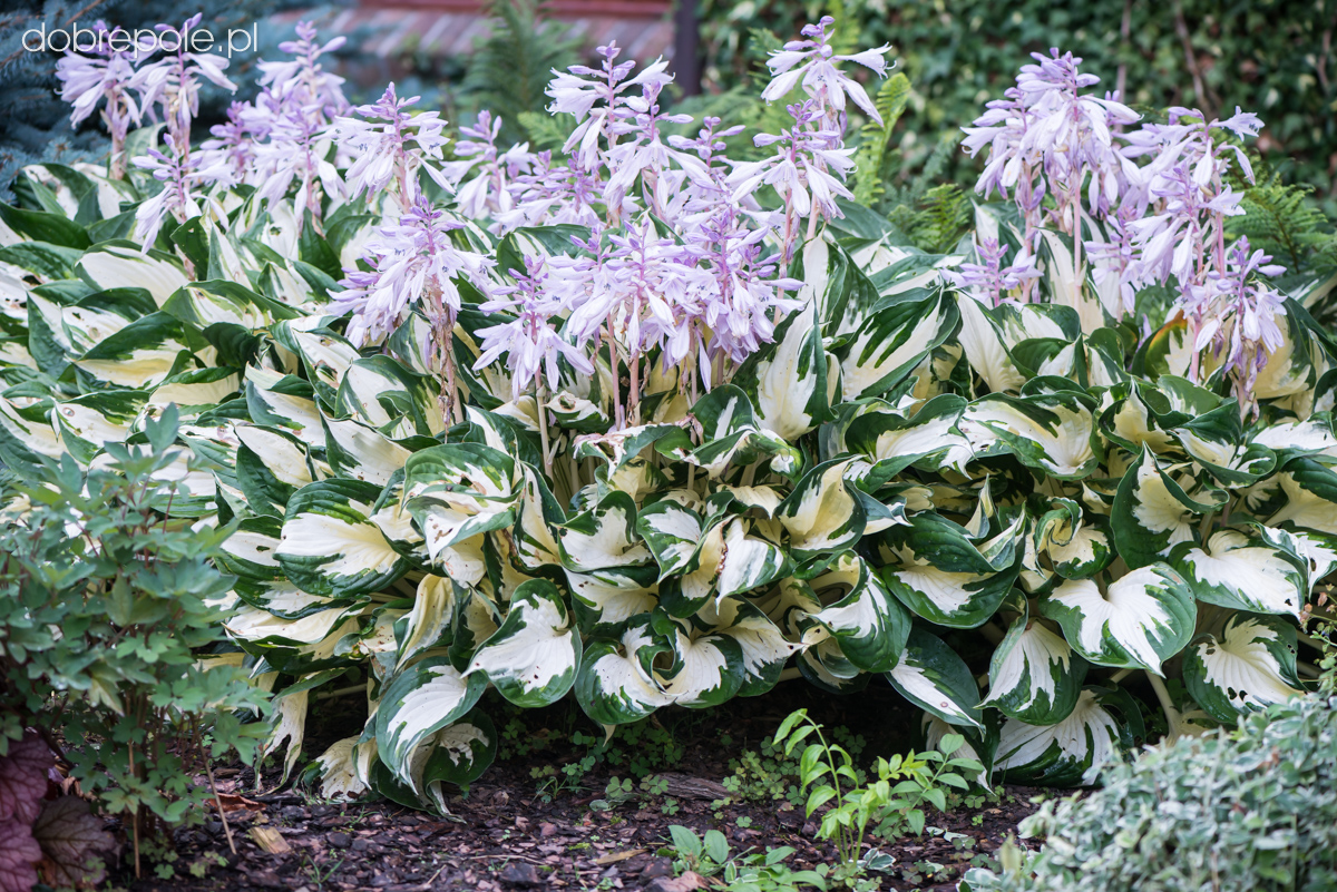 Szkółka Bylin Dobrepole - Hosta "Fire and Ice" - funkia ogrodowa