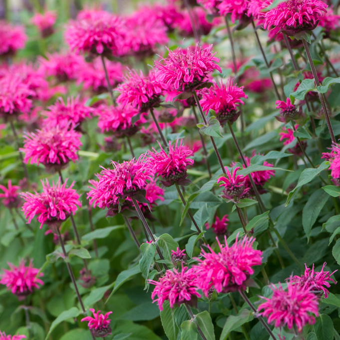 Szkółka Bylin Dobrepole - Monarda didyma "Pink Lace" - pysznogłówka ...