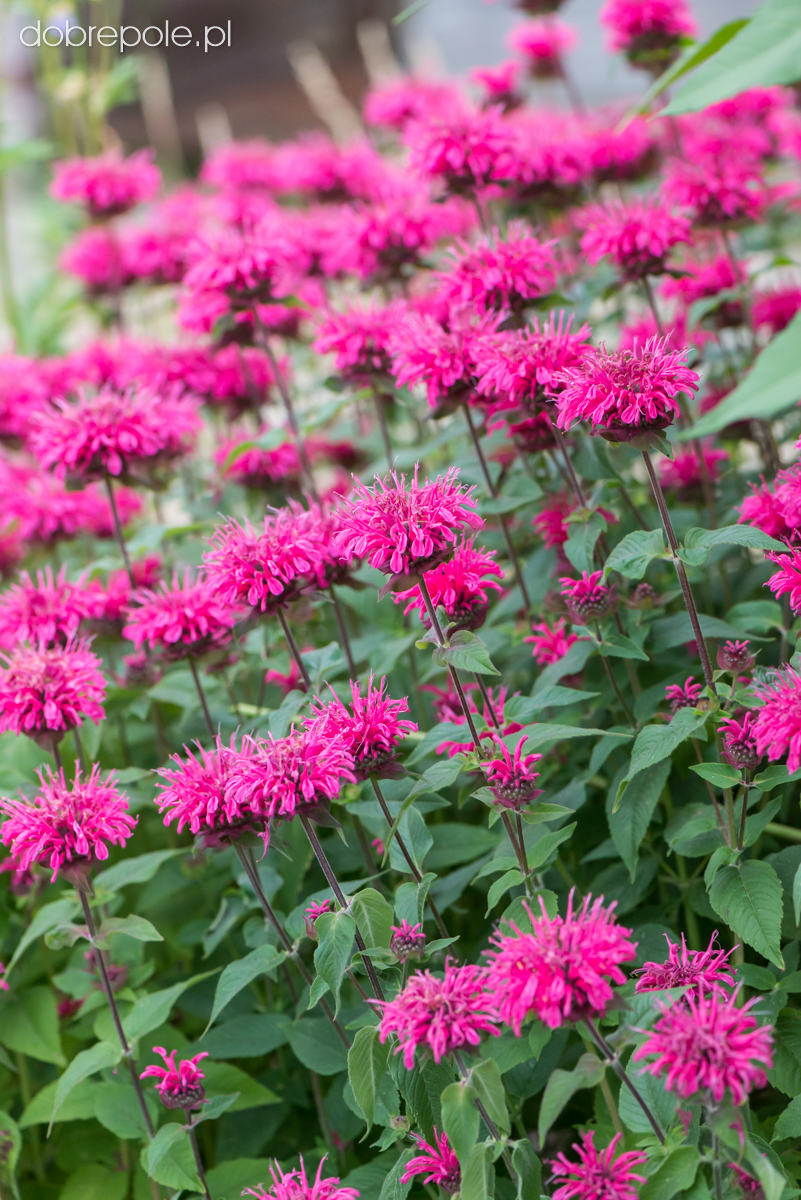 Szkółka Bylin Dobrepole - Monarda didyma "Pink Lace" - pysznogłówka ...