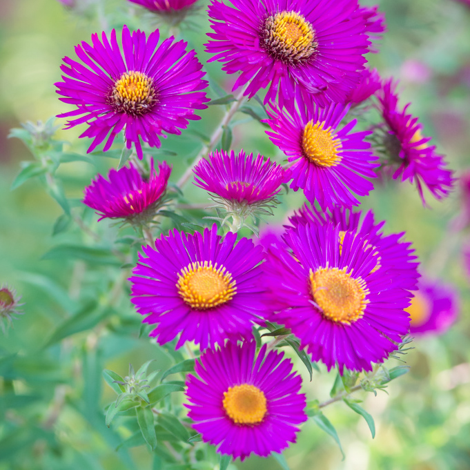 Szkółka Bylin Dobrepole - Aster novae-angliae 'Septemberrubin' - aster ...
