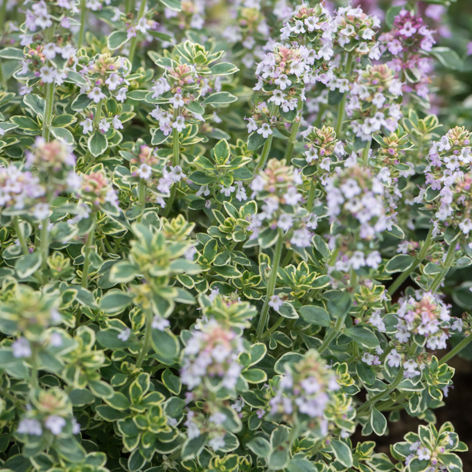 Szkółka Bylin Dobrepole - Thymus x citriodorus 'Gold Stream ...