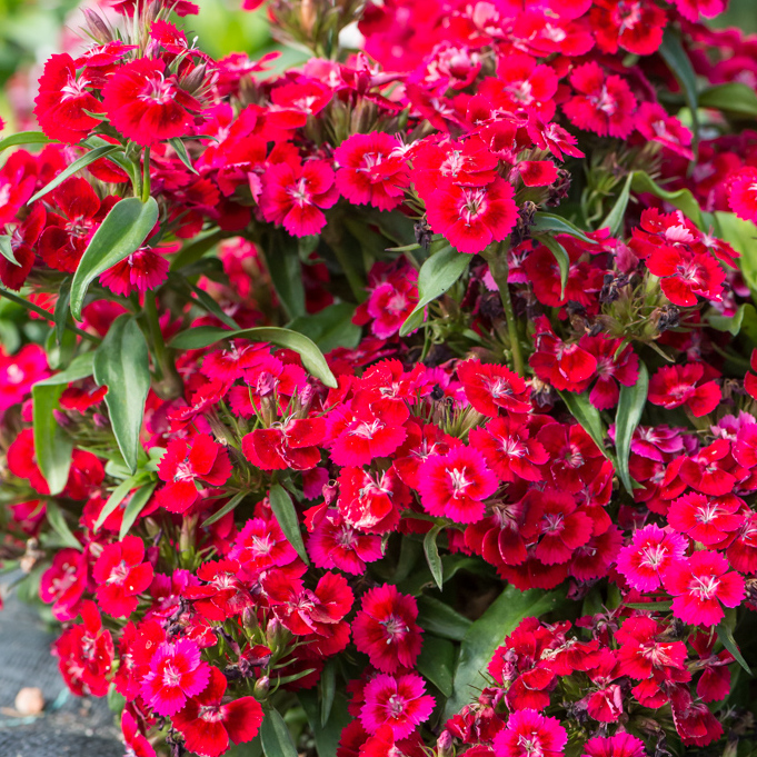 Szkółka Bylin Dobrepole - Dianthus barbatus "Barbarini Red" - goździk ...